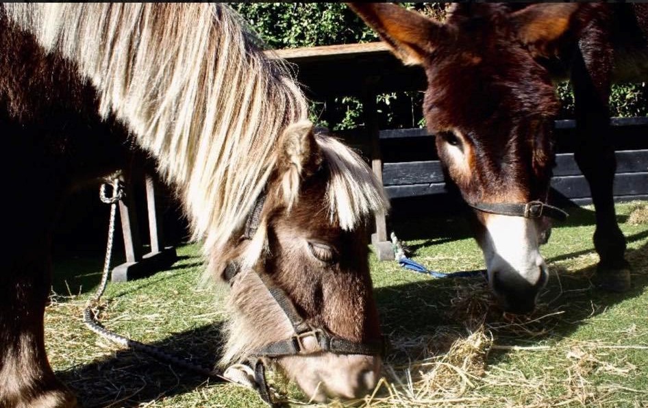 Farmyard Parties Wellington – Bring the fun of the farmyard to your own ...