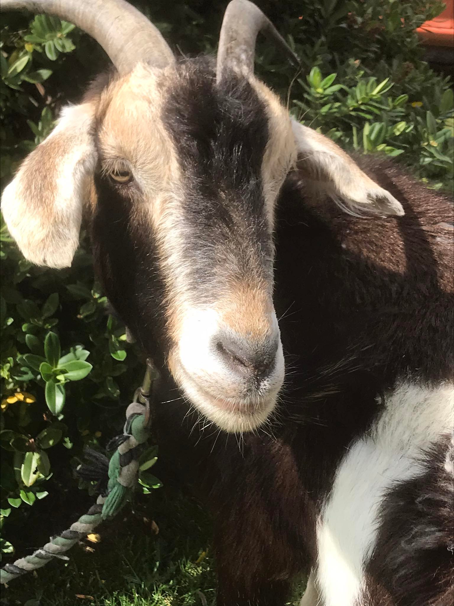 Photo Gallery – Farmyard Parties Wellington
